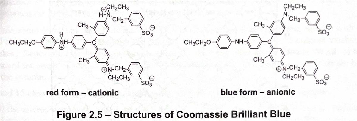 Red form - cationic, blue form anionic - BIOC 2580 - CH₂CH₃ CH₂CH₃ N ...