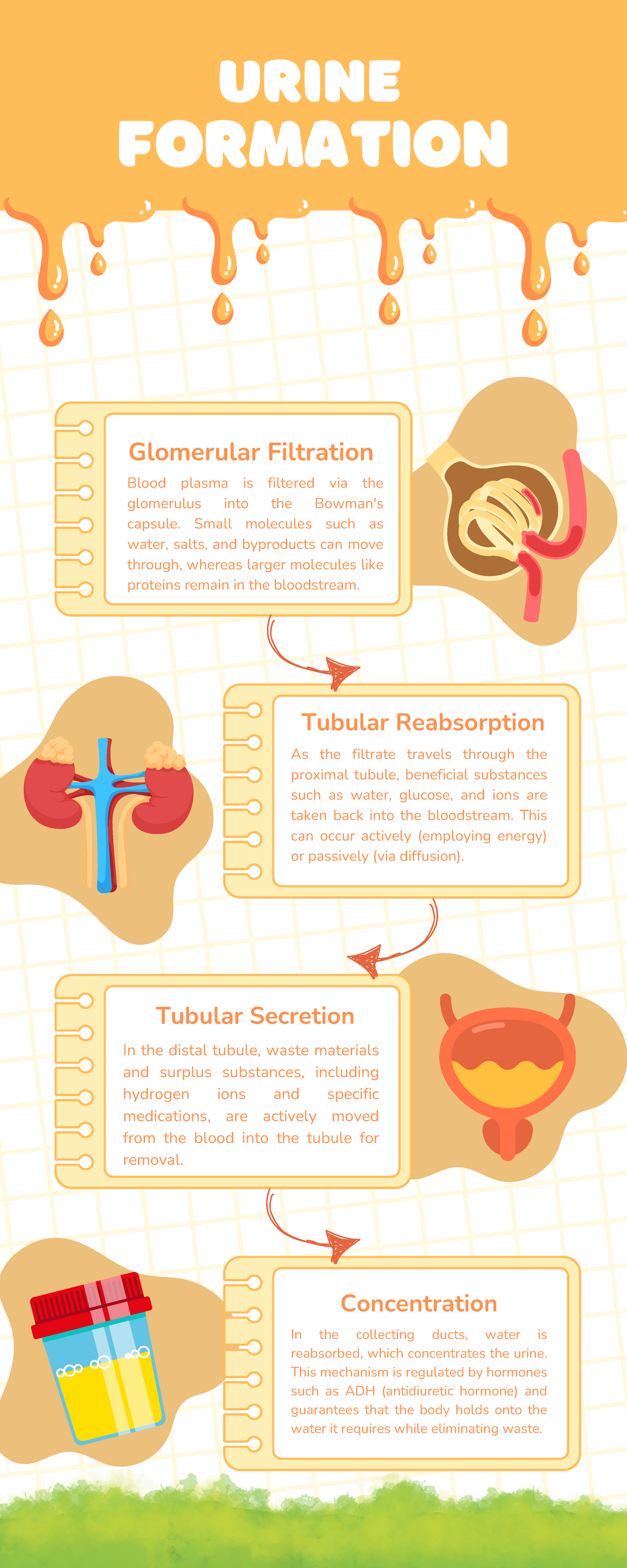 Urine Formation - FORMATION URINE Glomerular Filtration Blood plasma is ...