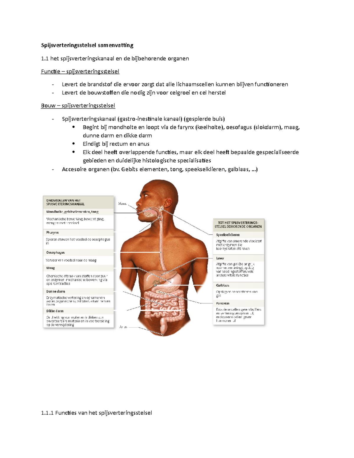 Spijsverteringsstelsel Aandoeningen Van Het Spijsverteringsstelsel
