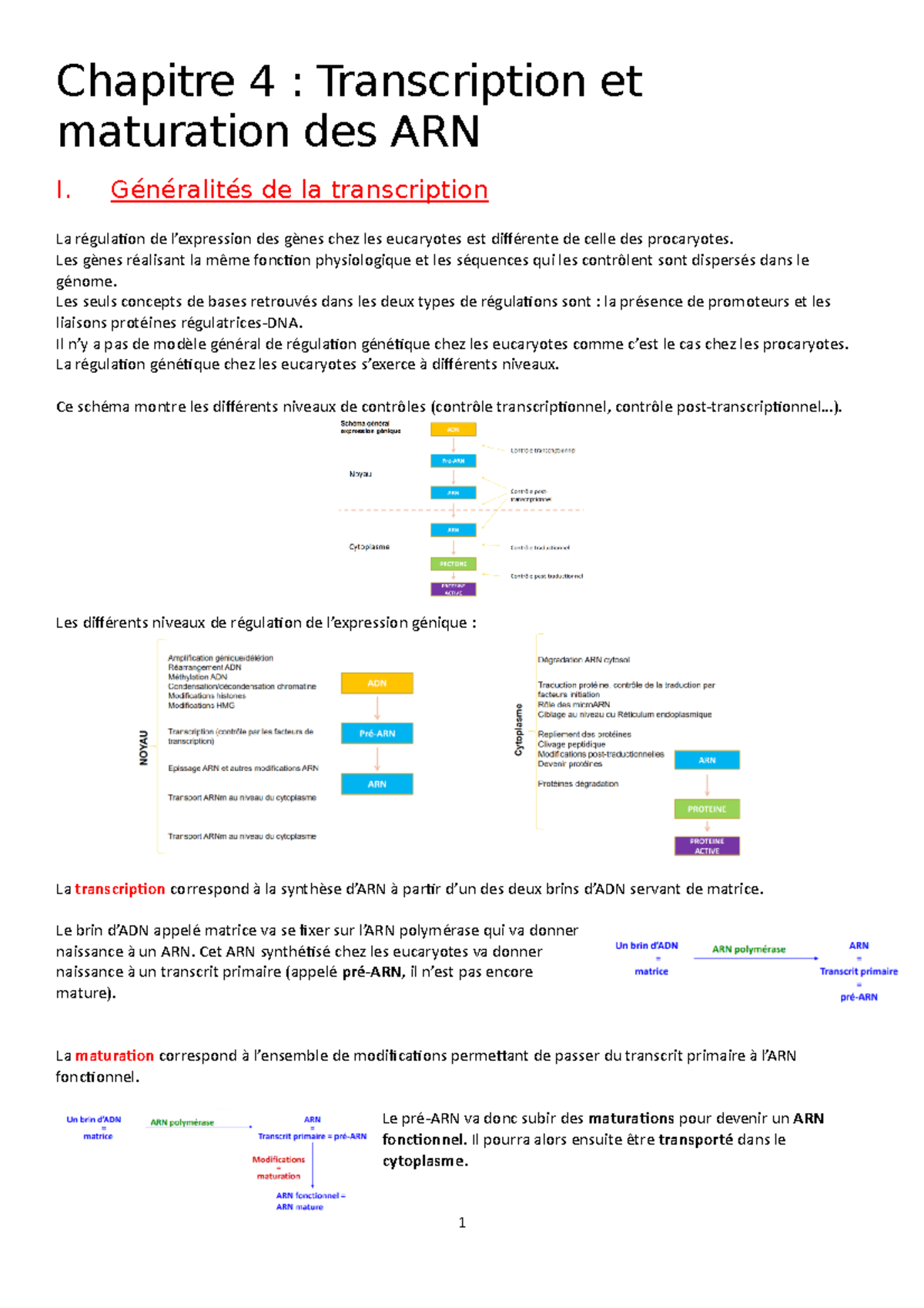 Chapitre 4 - Transcription et Maturation des ARN chez les Eucaryotes ...