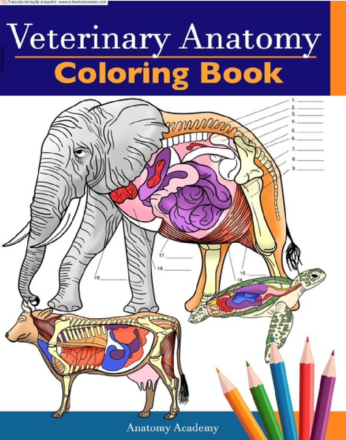 Coloring Guide for Veterinary Anatomy (Veterinary Anatomy) - Studocu