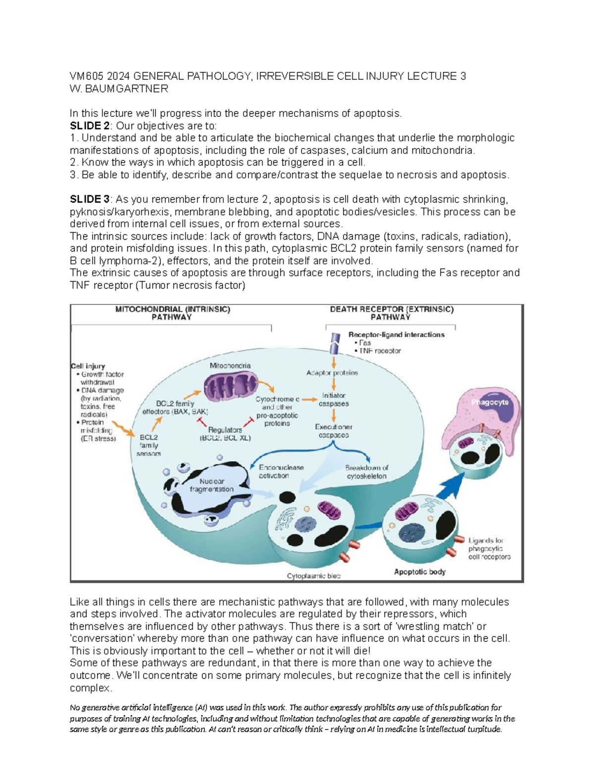 VM605 2024 General Pathology Lecture 3: Apoptosis Mechanisms Explained ...