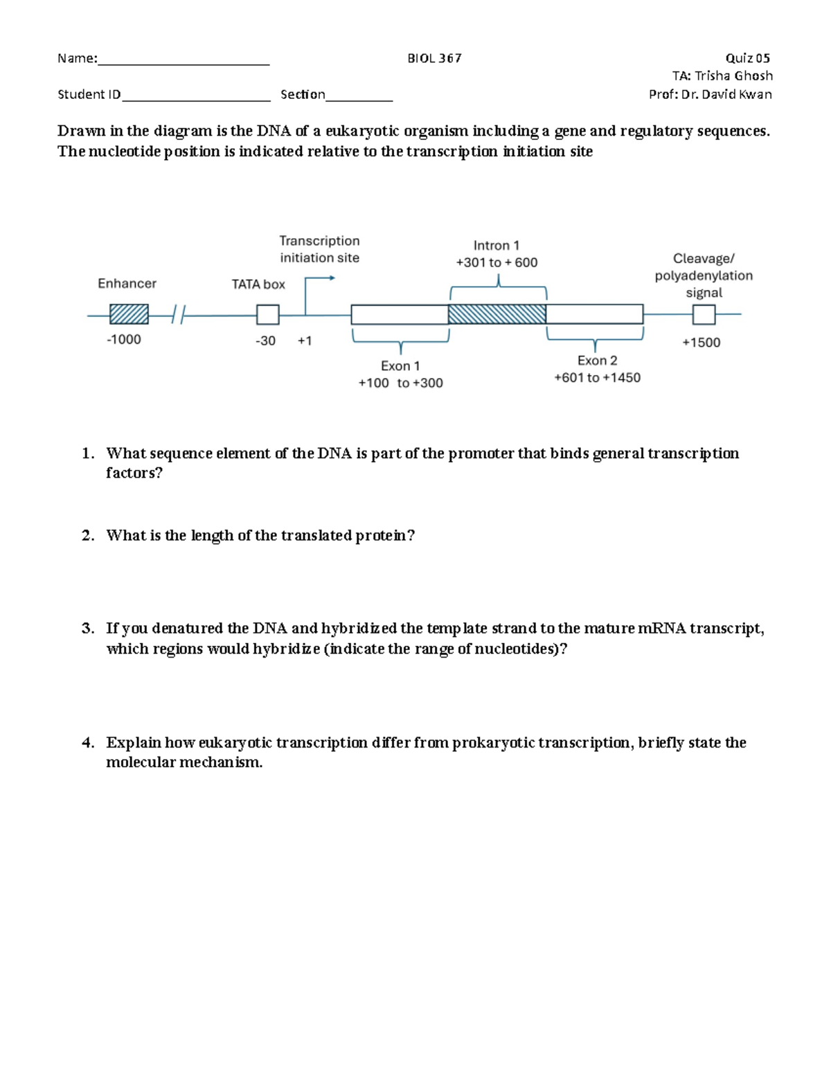 BIOL 367 Quiz 05 Practice: Eukaryotic DNA Transcription Insights - Studocu