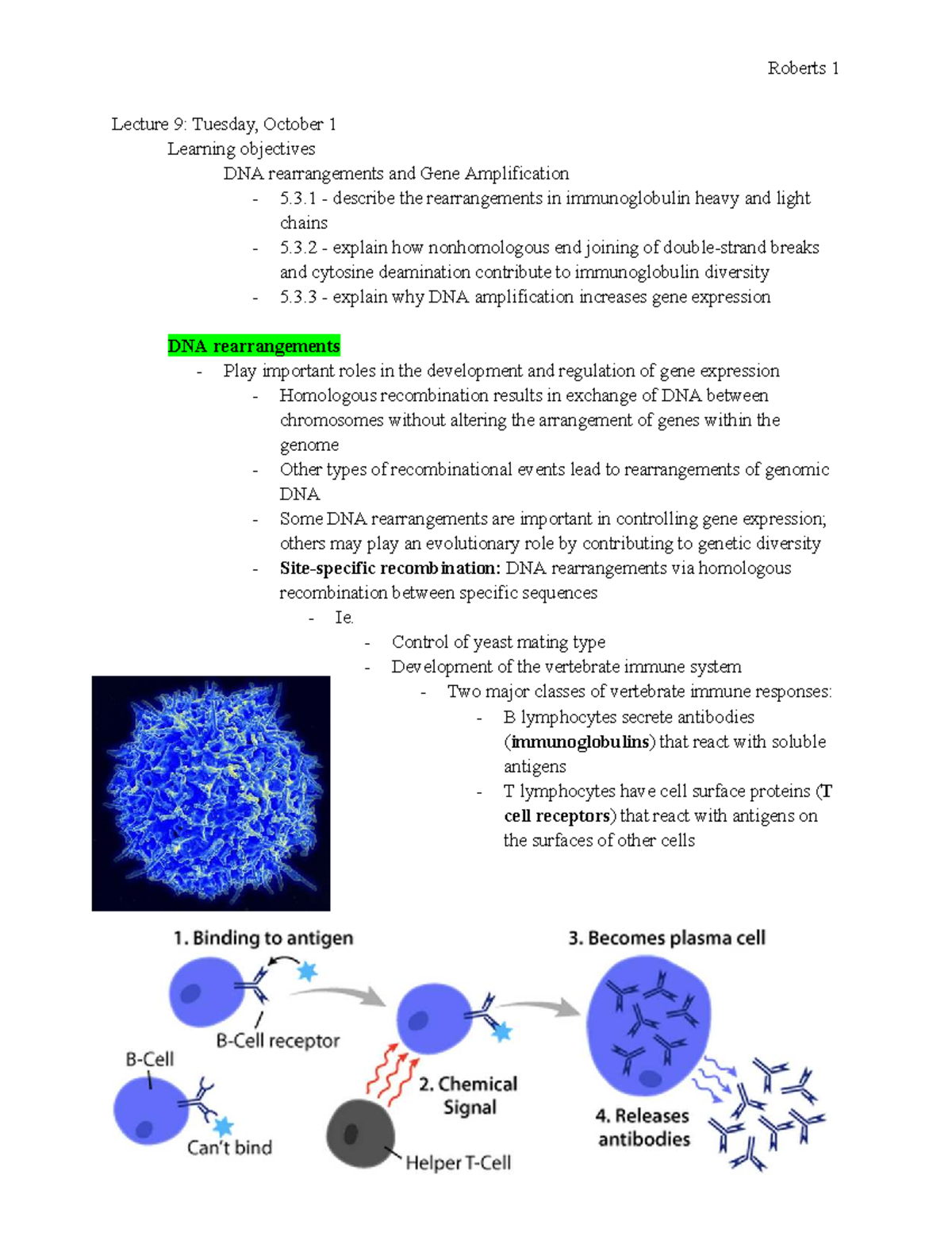 Transcription & Gene Expression Fundamentals: Lecture 9 Notes - Studocu
