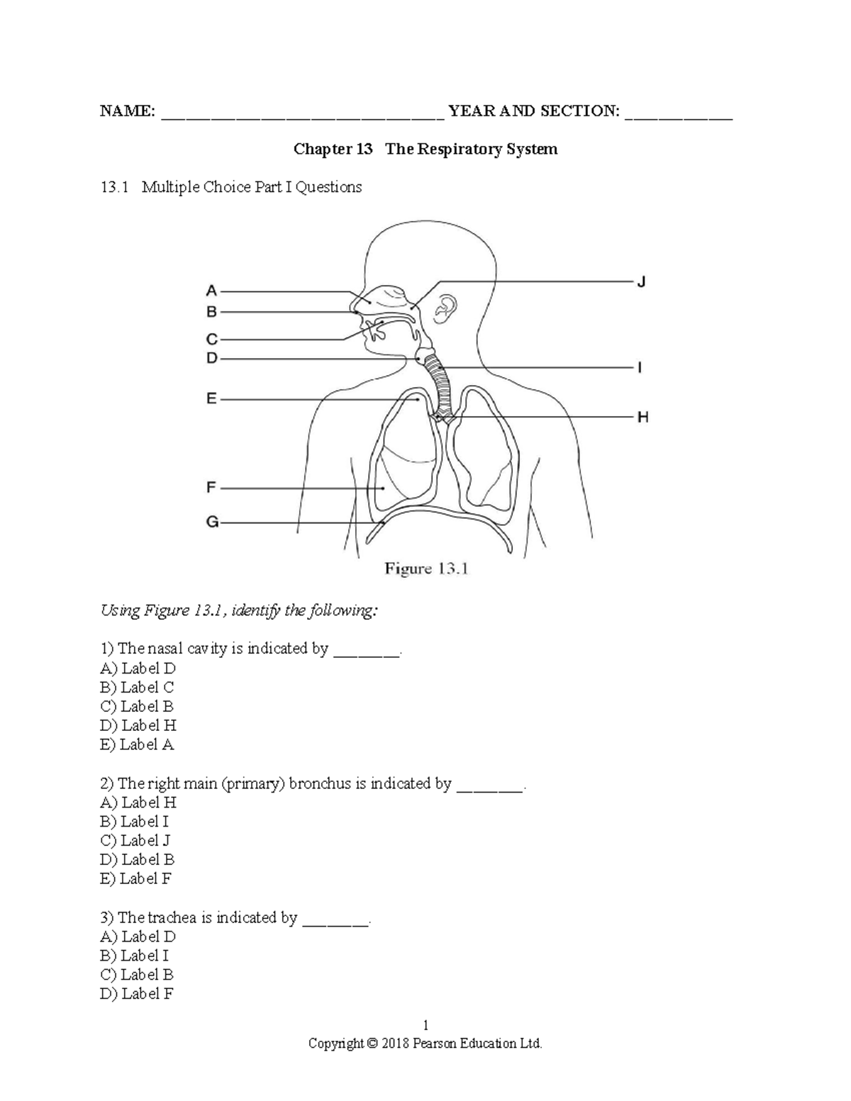Chapter 13 (BIO101) The Respiratory System: MCQ Review & Analysis - Studocu