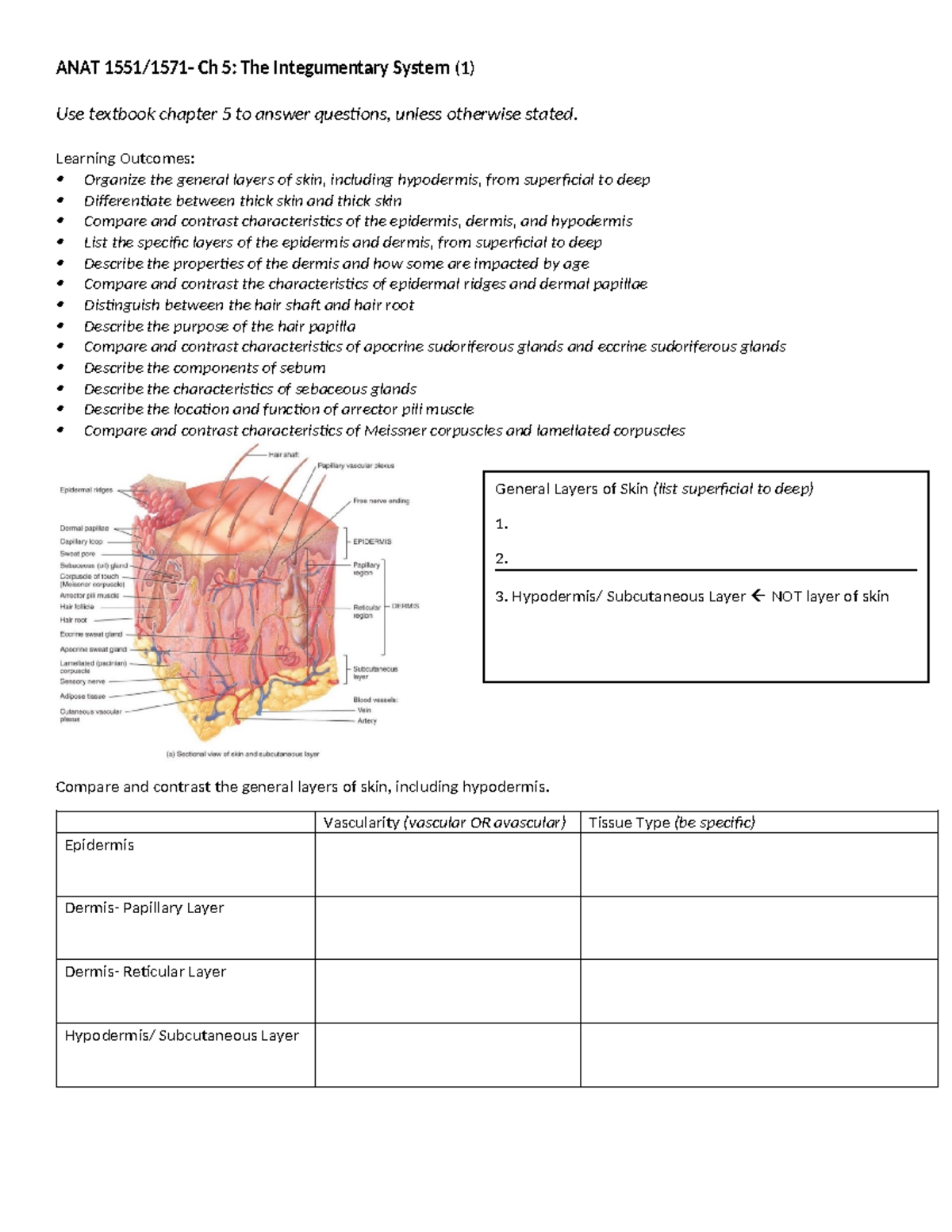 ANAT1551-1571 Ch 5: Integumentary System Study Guide - Studocu