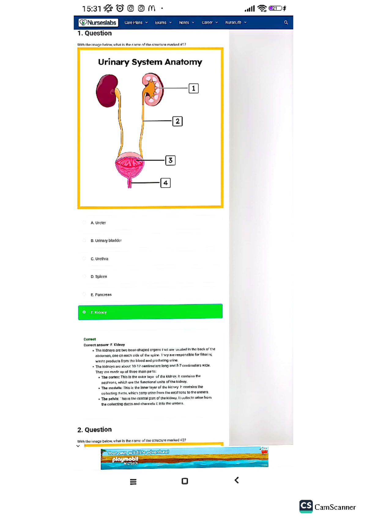 Renal System Overview and Key Functions - Studocu