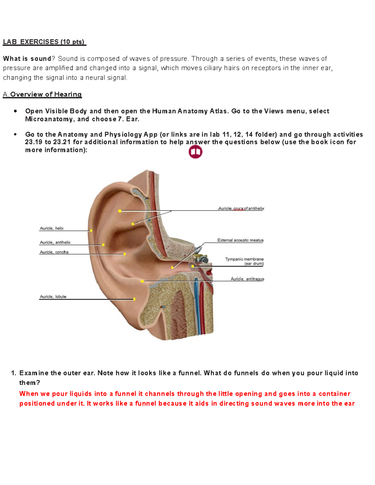 Hearing Assignment Lab: Understanding Sound and Ear Anatomy - Studocu