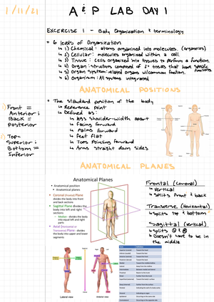 Lab 15 - completed lab assignment - Exercise 15 Review Sheet The Brain ...