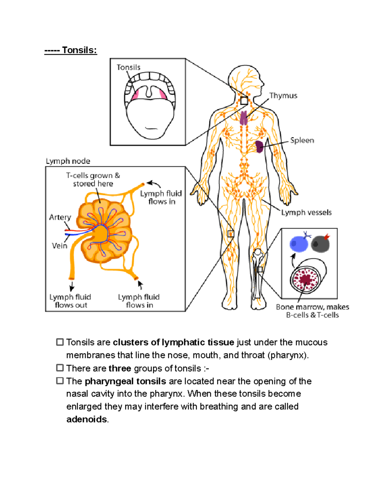 3-Lymphoid Organs: Tonsils, Spleen, and Thymus Overview - Studocu