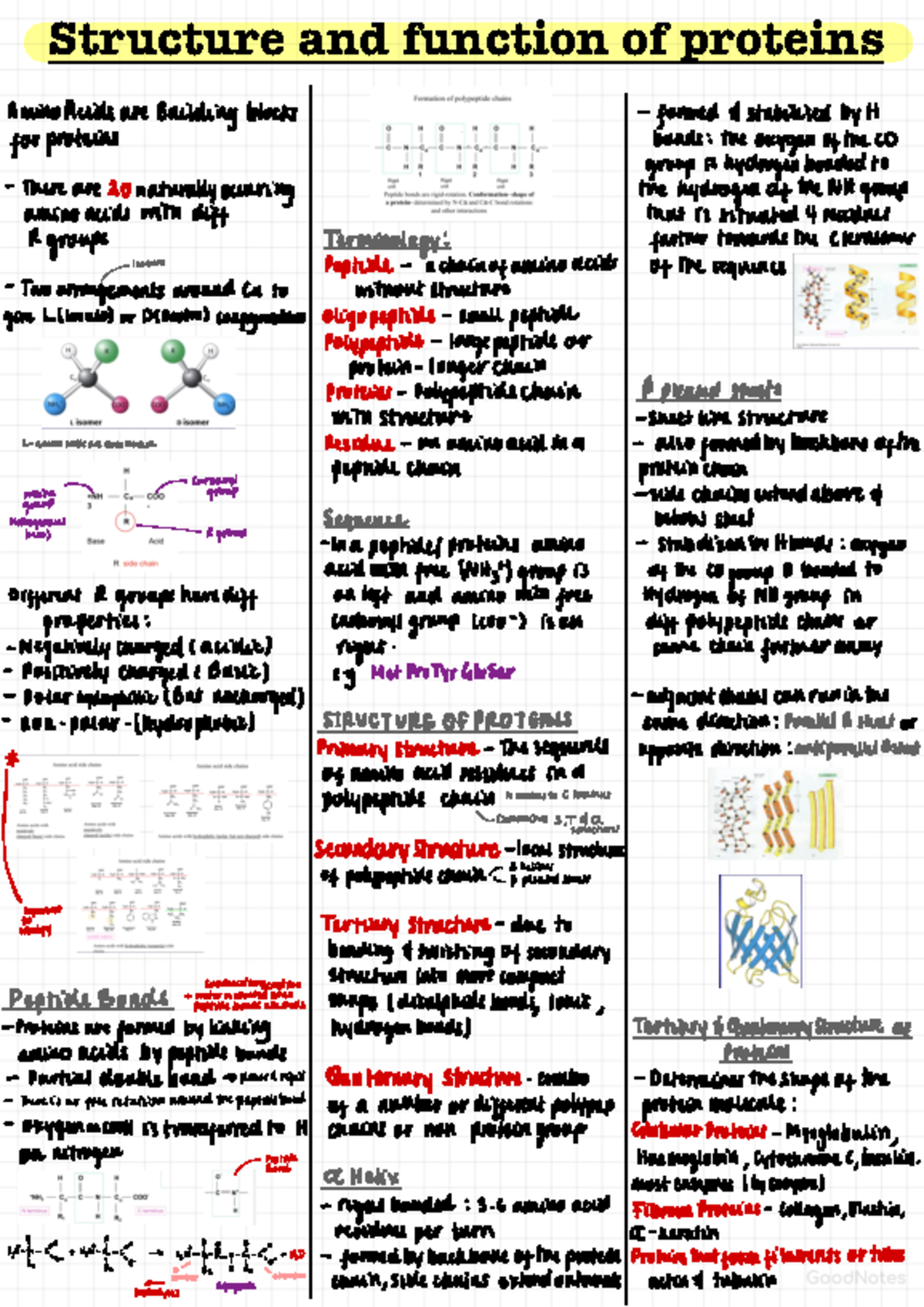 4. Structure and function of proteins - Structure and function of ...