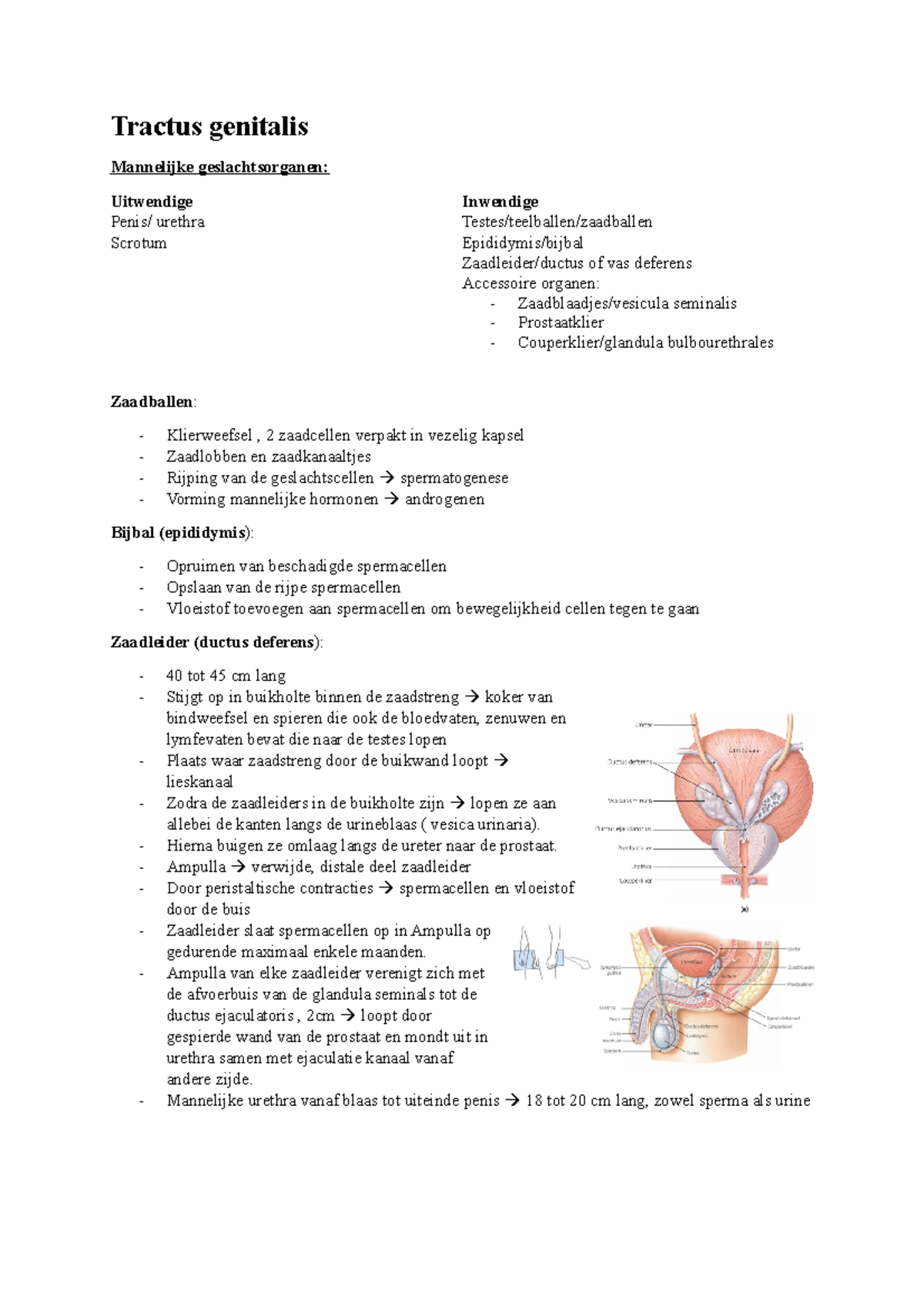 Studienota's over de Tractus genitalis en Geslachtsorganen - Studeersnel
