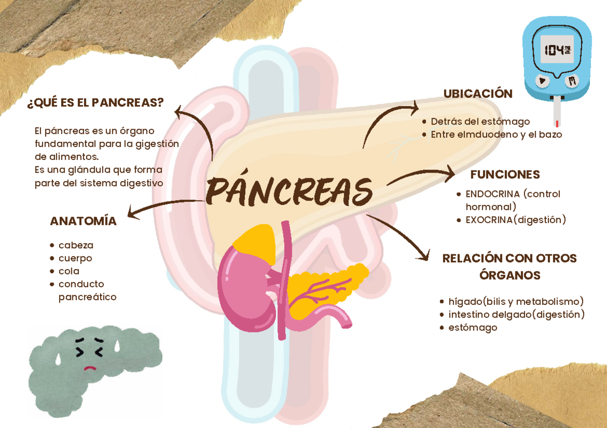 Pancreas - Estudiante de enfermería - PÁNCREAS cabeza cuerpo cola ...