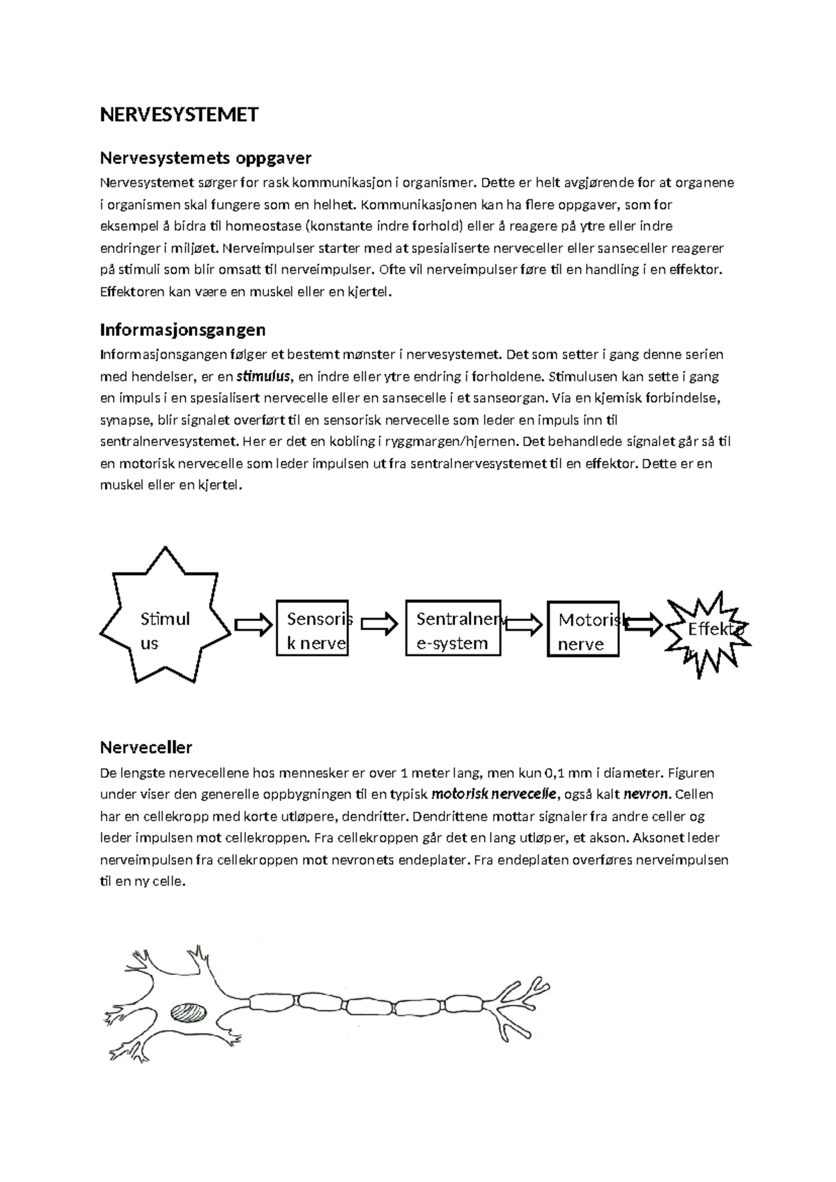 NERVESYSTEMET: Innledning til Nervesystemets Oppgaver - Studocu