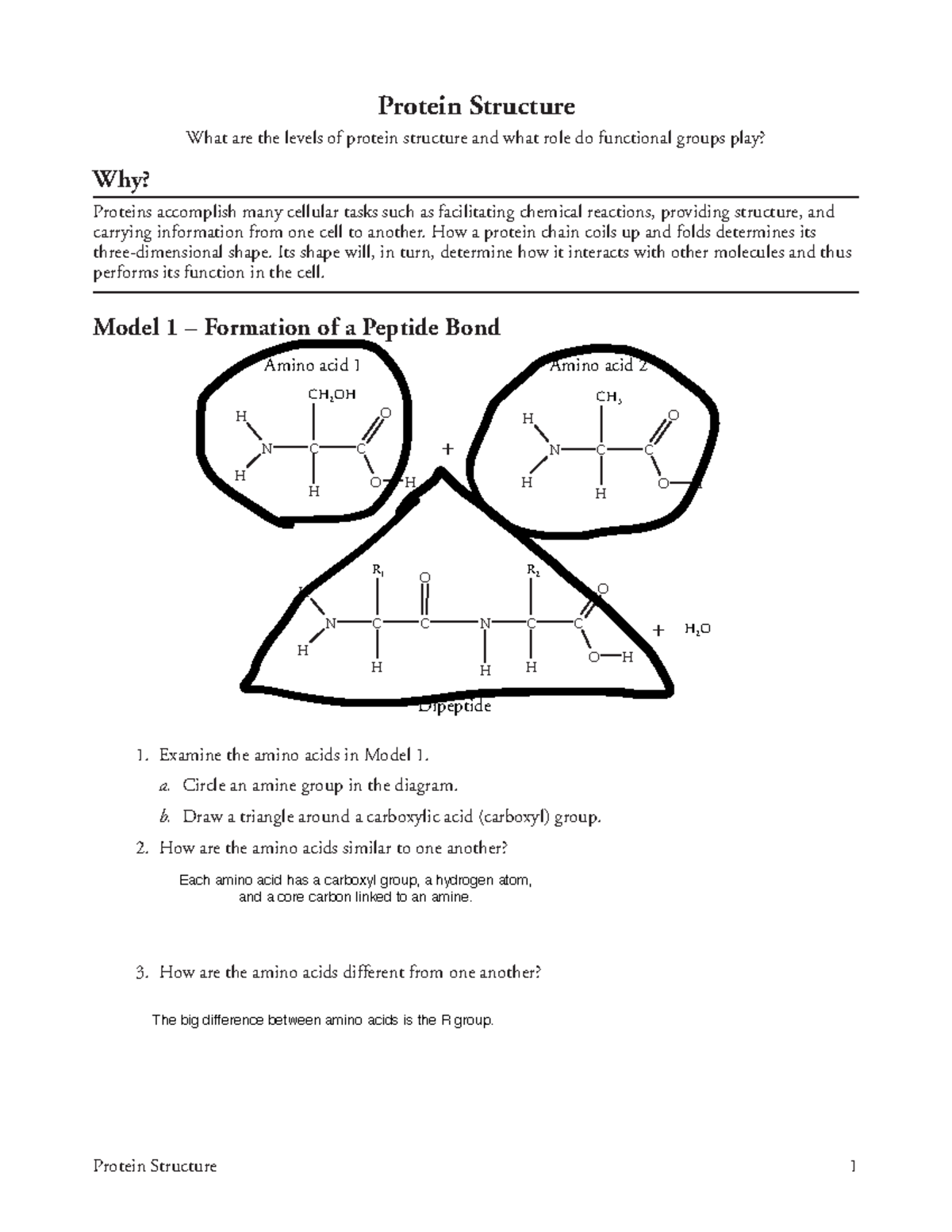 Lecture 6 7 BIO 181 Protein Structure and Function worksheet. F2021 ...
