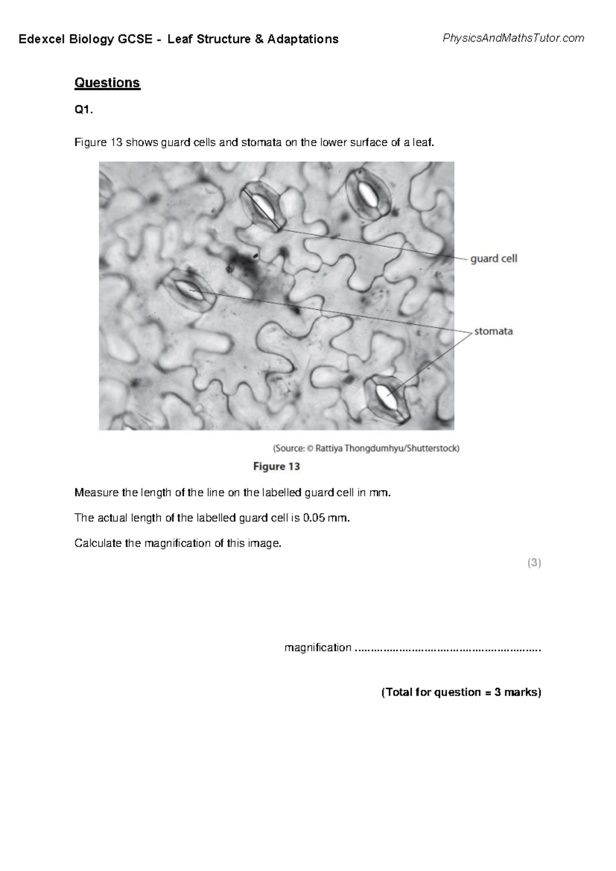 Edexcel Biology GCSE Leaf Structure & Adaptations Study Guide - Studocu