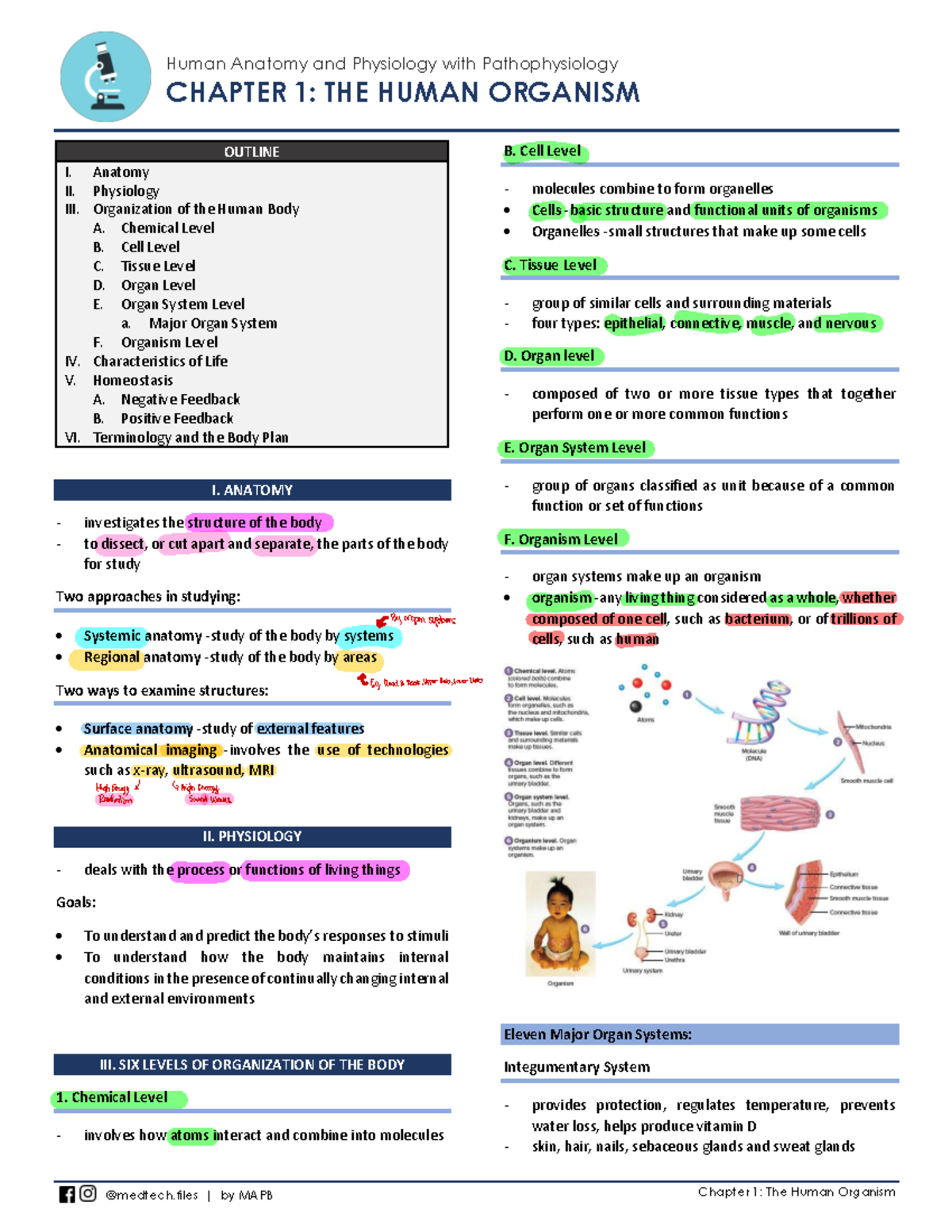 Anatomy & Physiology - Ch 1: The Human Organism Overview - Studocu