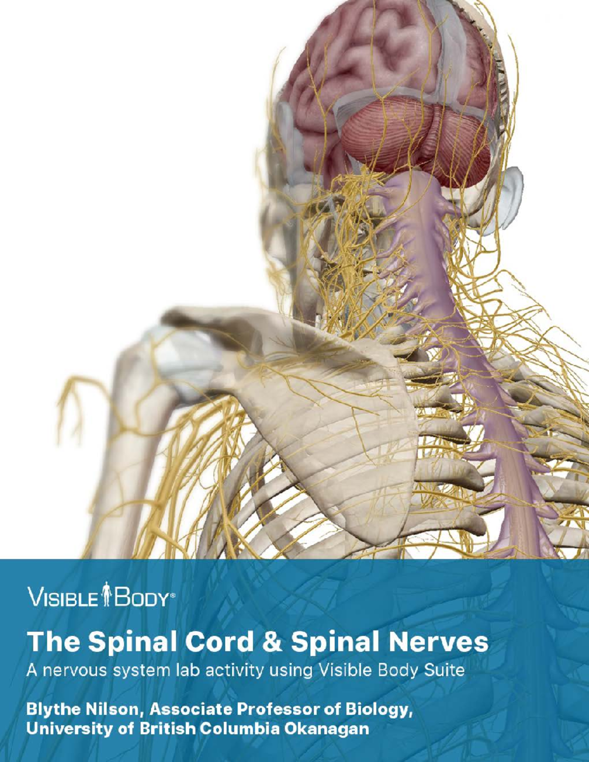 Lab Manual for Spinal Cord & Nerves Atlas - Pre/Lab Exercises - Studocu