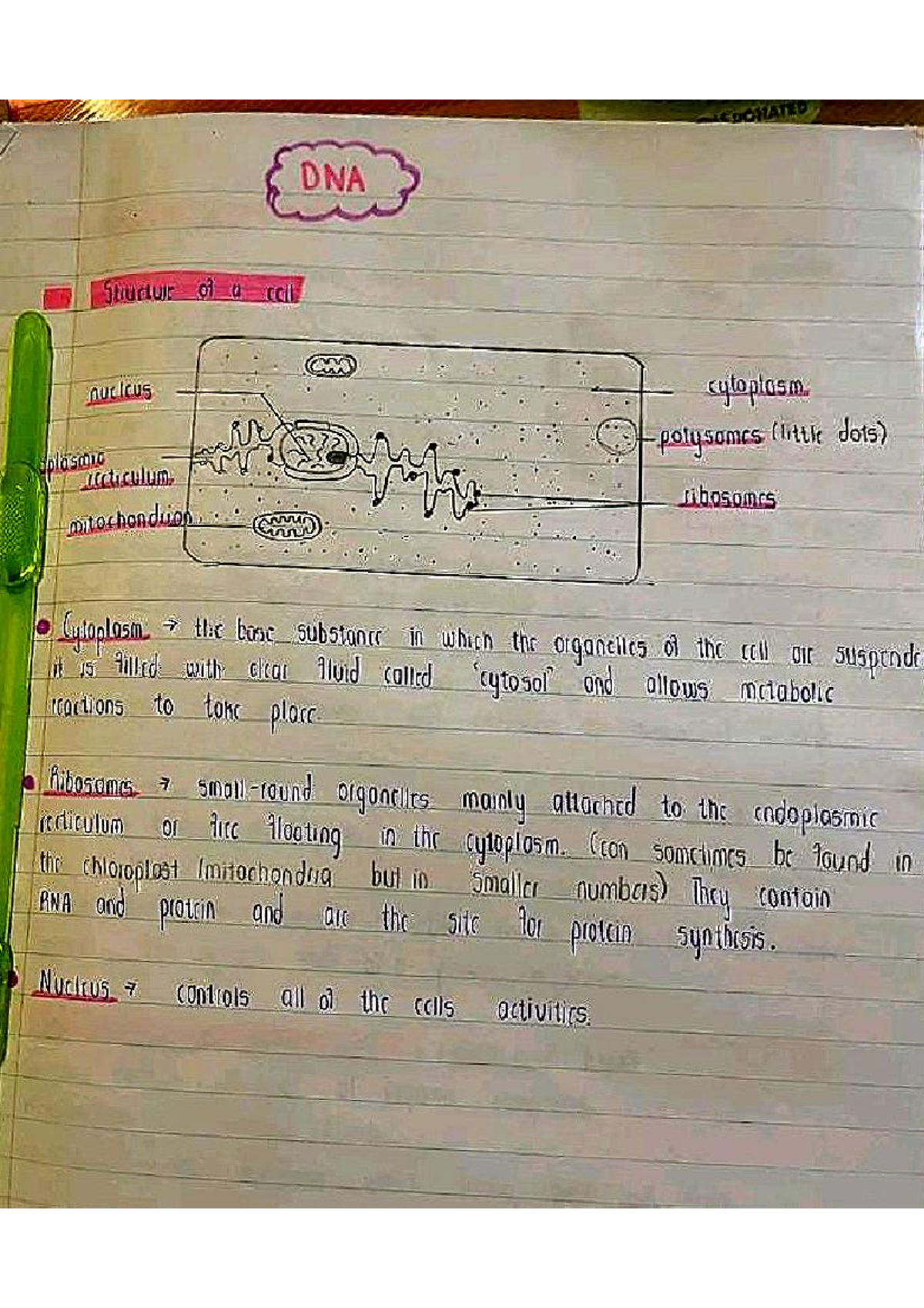 Life sciences grade 12 DNA notes - DNA Structure of a nuclcus cytoplosm ...