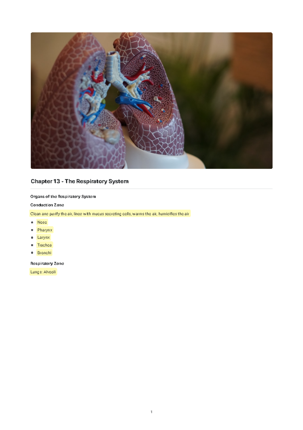 Chapter 13 Review: In-Depth Exploration of the Respiratory System - Studocu
