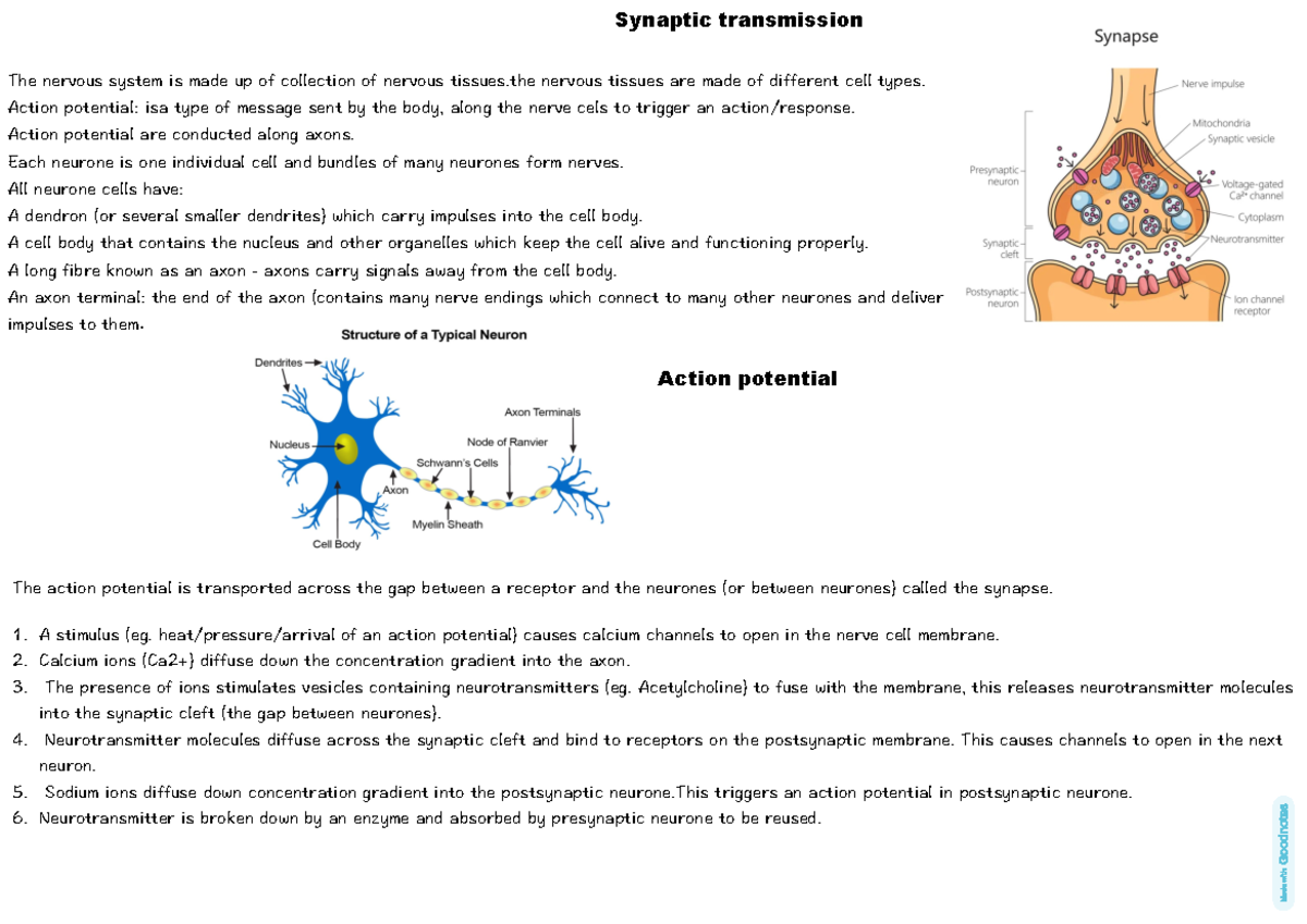 Synaptic Transmission: Action Potential and Neuronal Communication ...