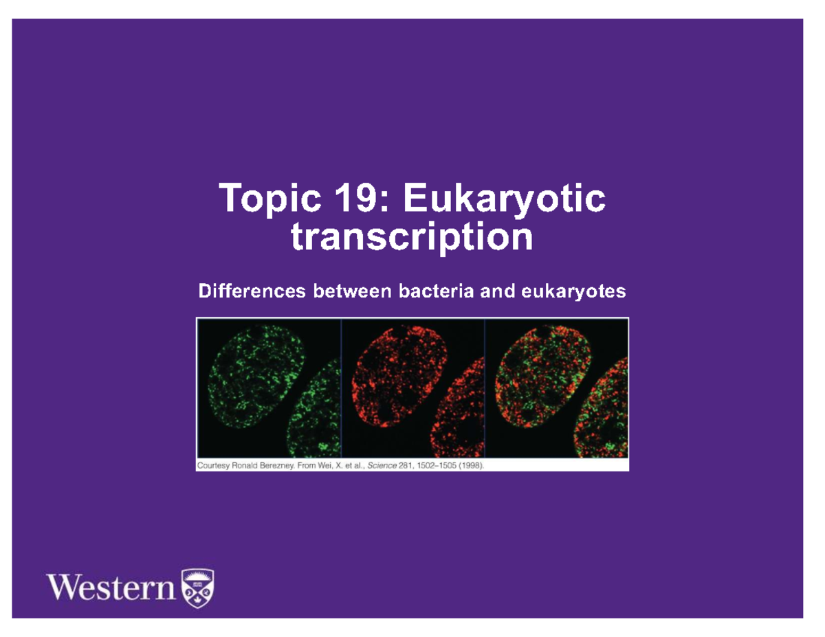 Topic 19: Eukaryotic vs. Bacterial Transcription Differences (2024 ...