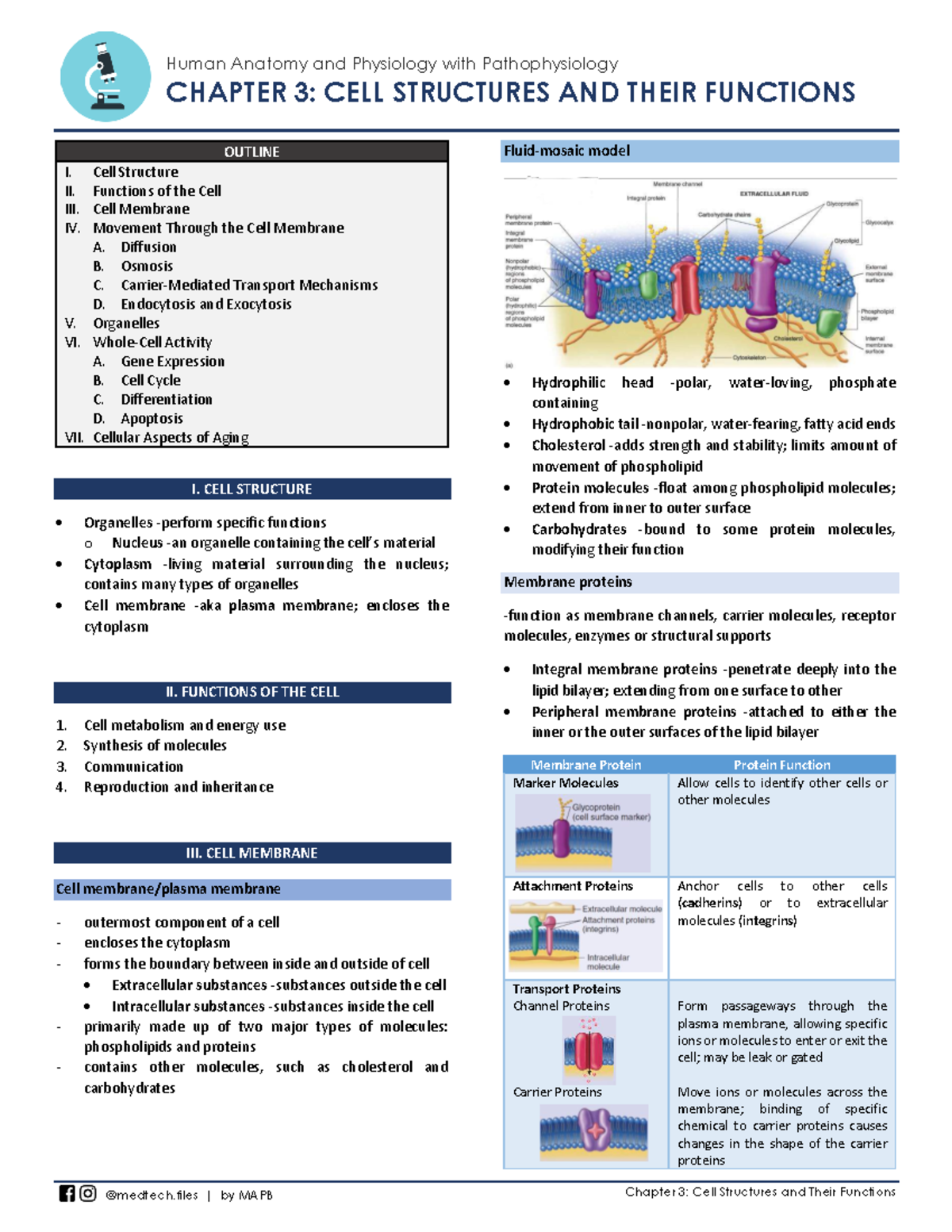Human Anatomy and Physiology CH 3: Cell Structures & Functions Outline - Studocu