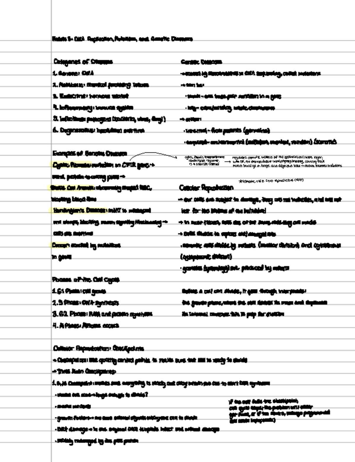 Module 3: DNA Replication, Mutations & Genetic Diseases Overview - Studocu