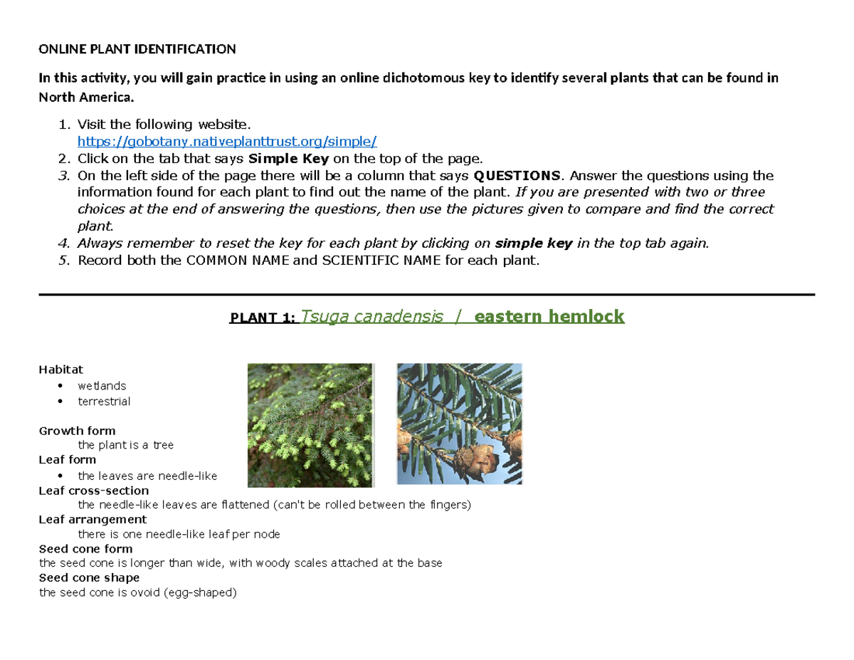 Online Plant IDentification - ONLINE PLANT IDENTIFICATION In this ...