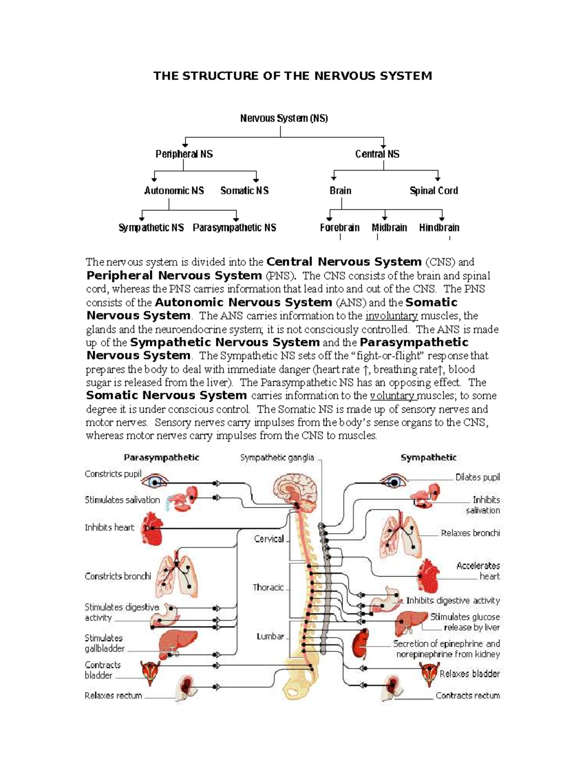 N6: Structure and Function of the Nervous System - Studocu