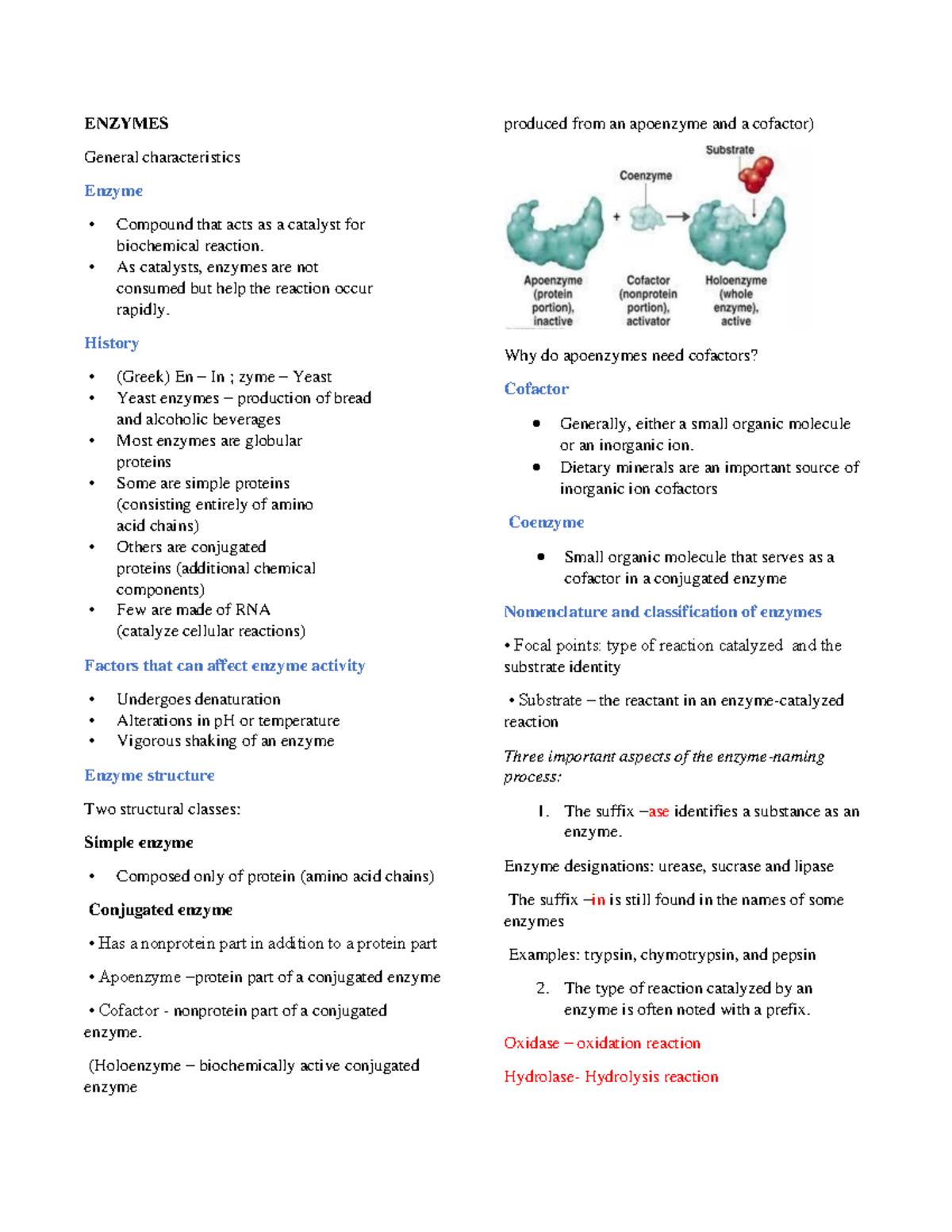 ENZ 101: Comprehensive Notes on Enzymes and Their Functions - Studocu