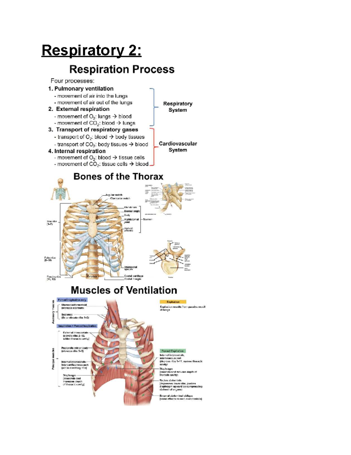 Respiratory 2: Understanding Ventilation and Gas Exchange Processes ...