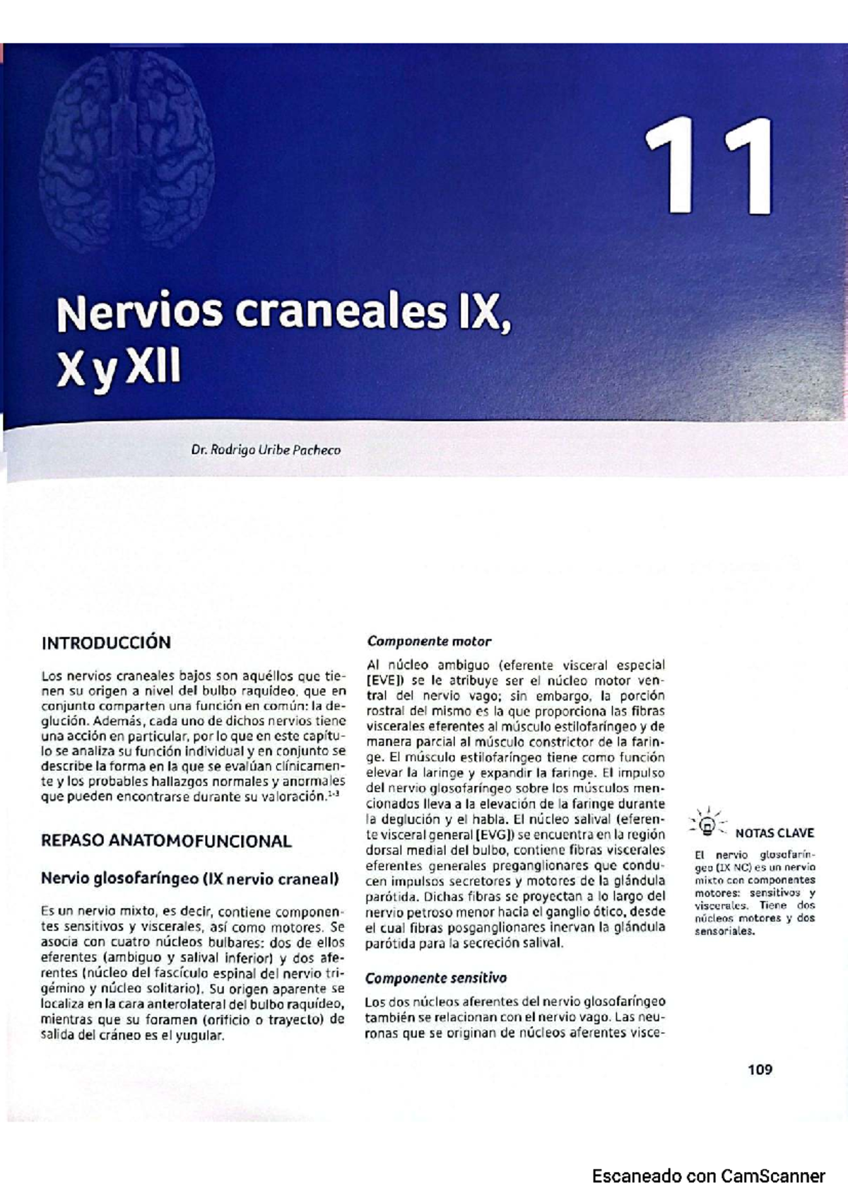 Notas sobre Nervios Craneales IX, X y XII - Anatomía y Funciones - Studocu