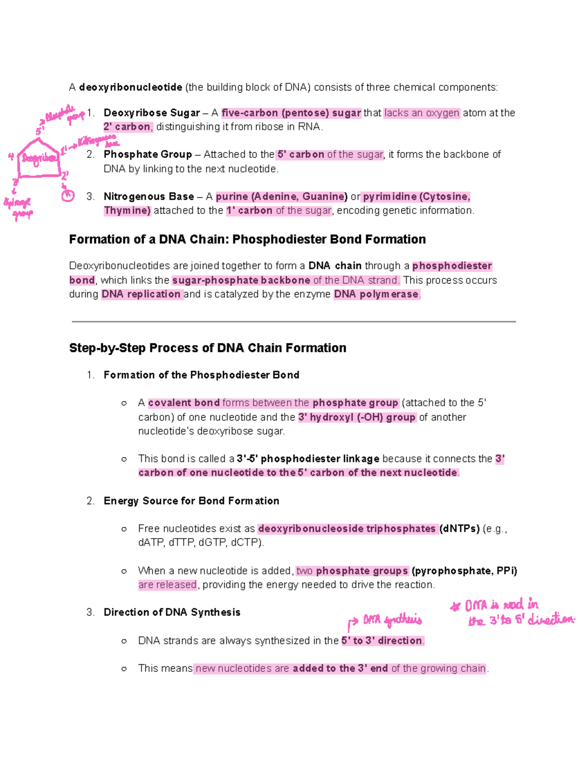 Biol 243 Lab Exam Notes: DNA Structure, Replication, and Mitosis ...