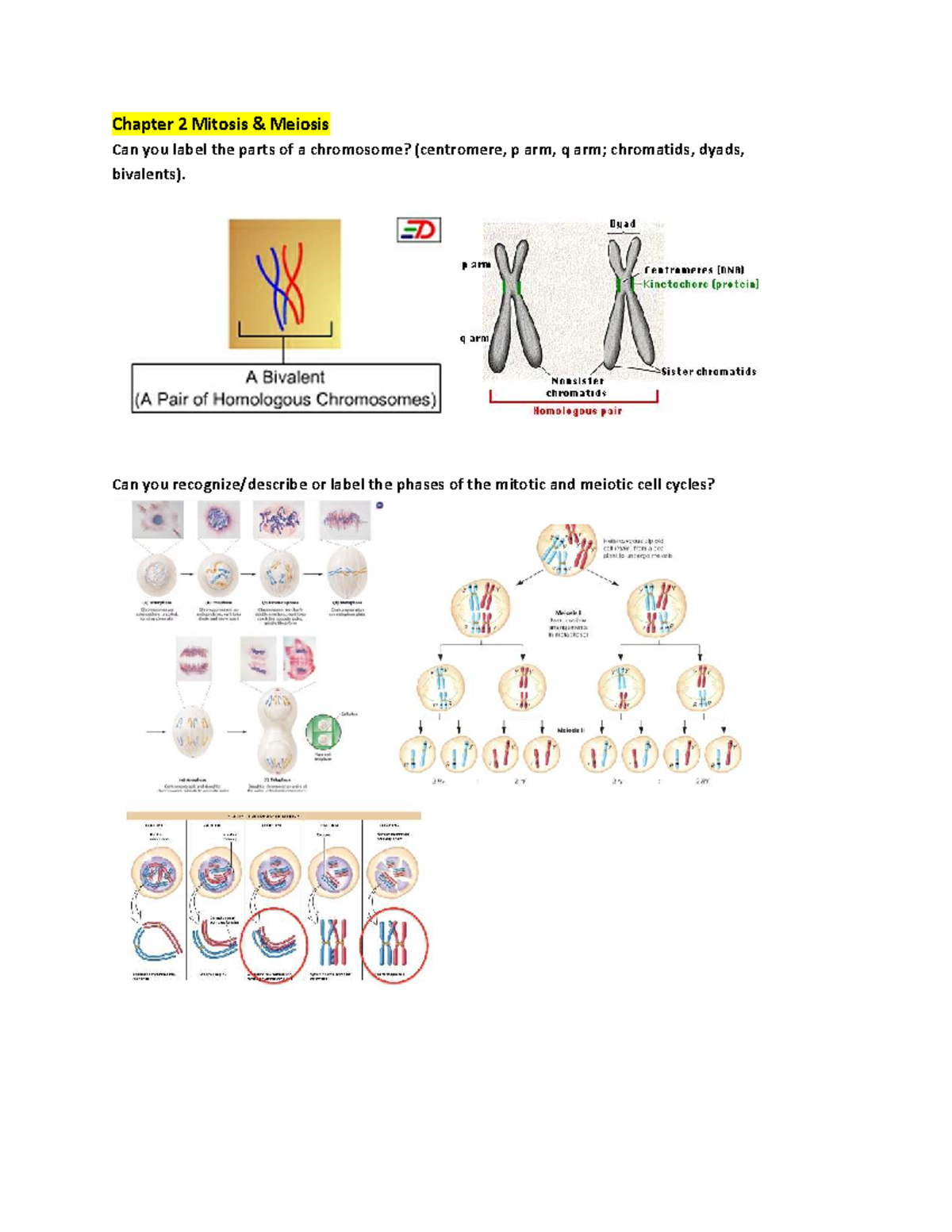 2610 Exam Review: Mitosis, Meiosis, and Mendelian Genetics Insights ...