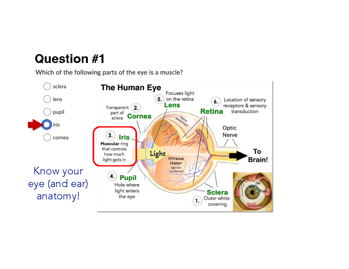 Answers to PS2-F25: Eye, Ear Anatomy & Neurotransmitter Functions - Studocu