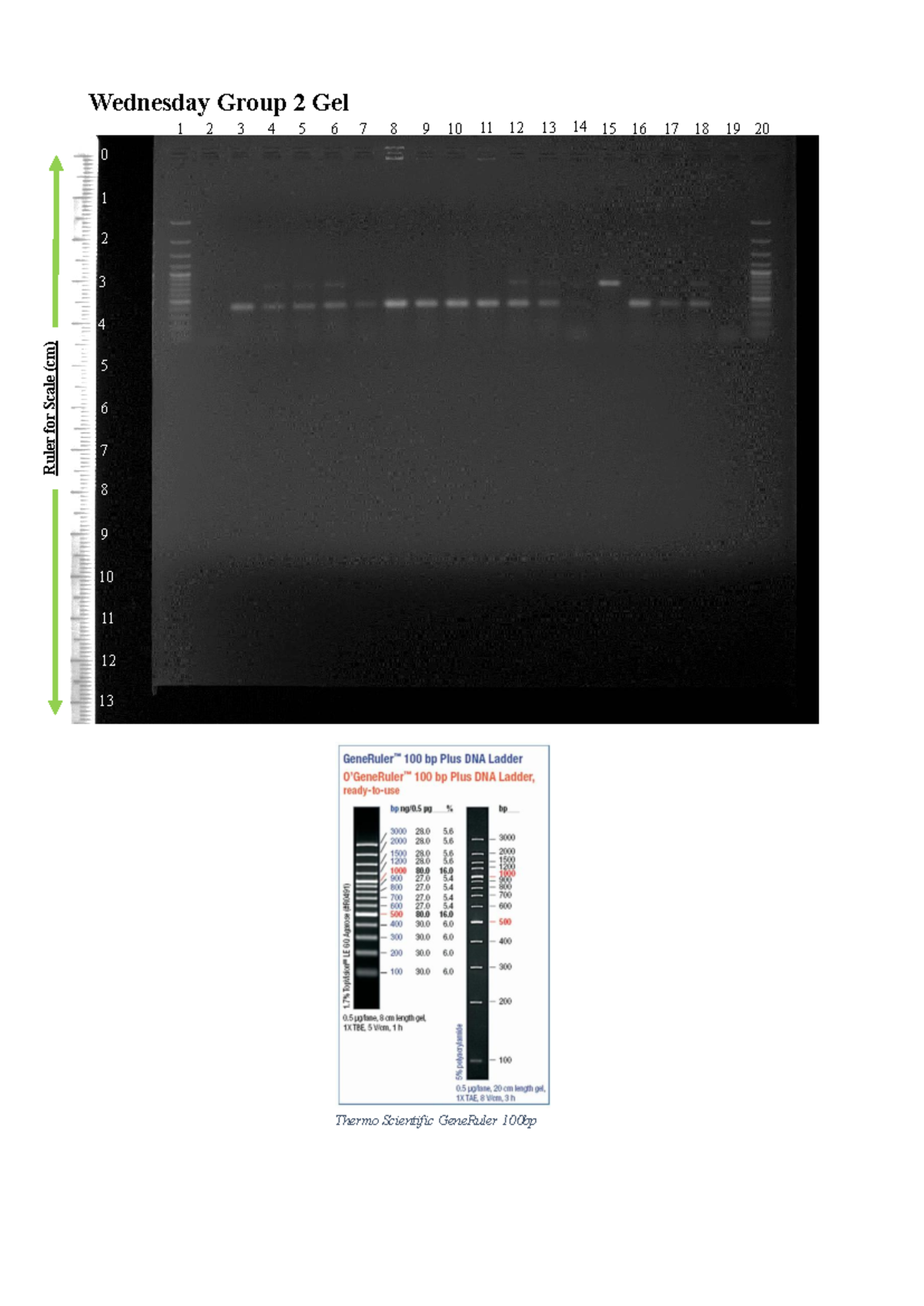 Practical 5 - Wednesday Group 2 Gel Analysis (GEL) - Studocu