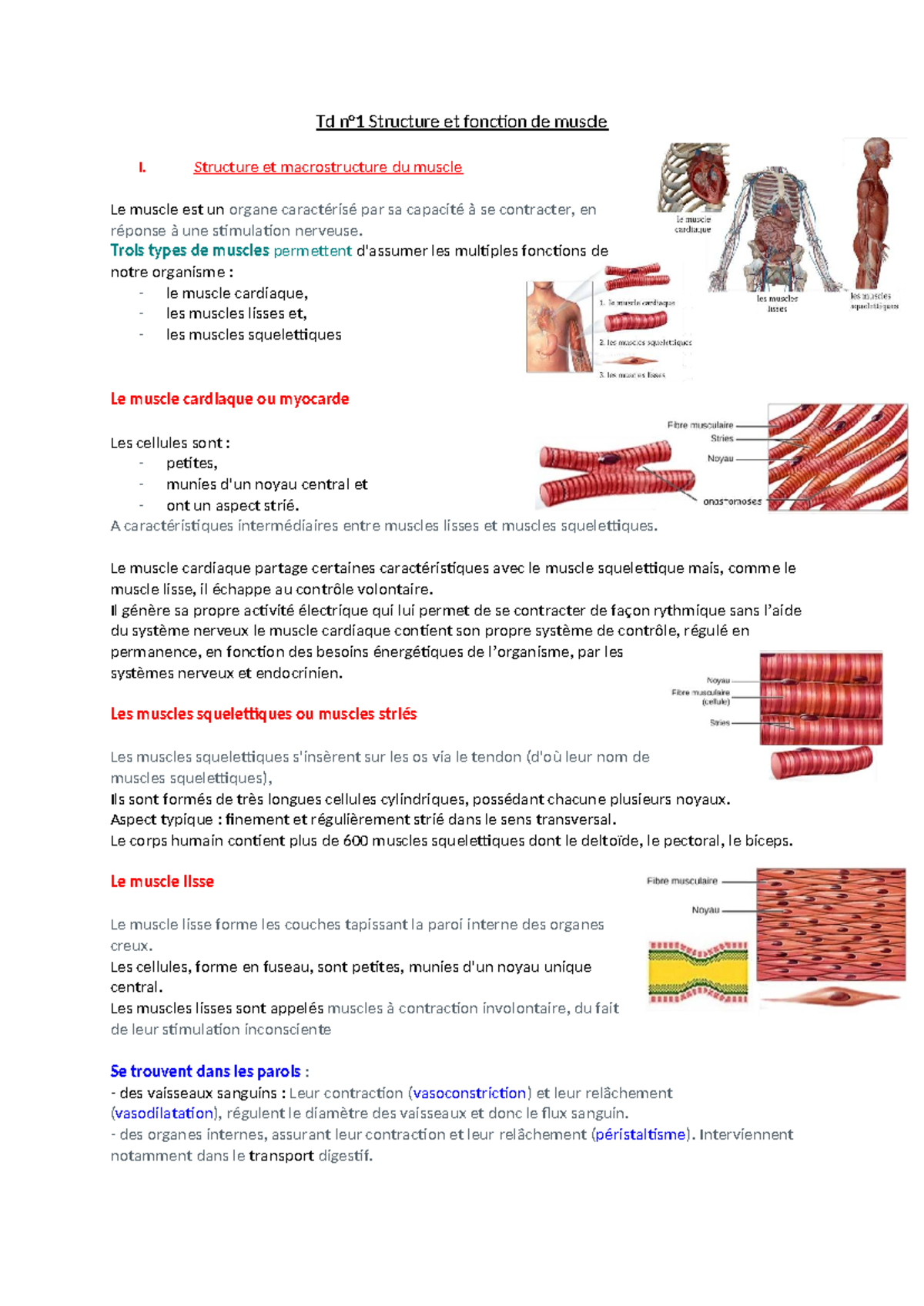 Td Physiologie du Muscle I: Structure et Fonction des Muscles - Studocu
