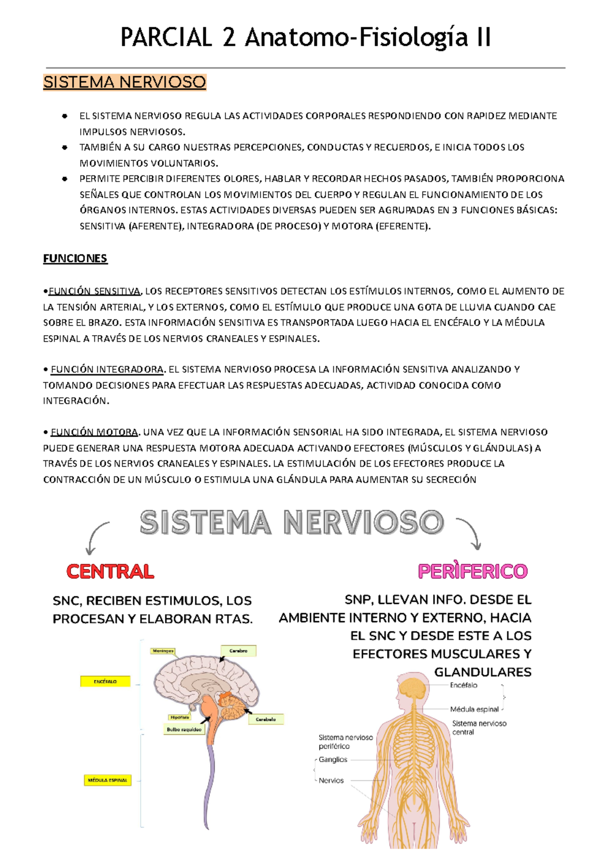 Sistema Nervioso Anatomo-Fisiología II - PARCIAL 2 Anatomo-Fisiología ...