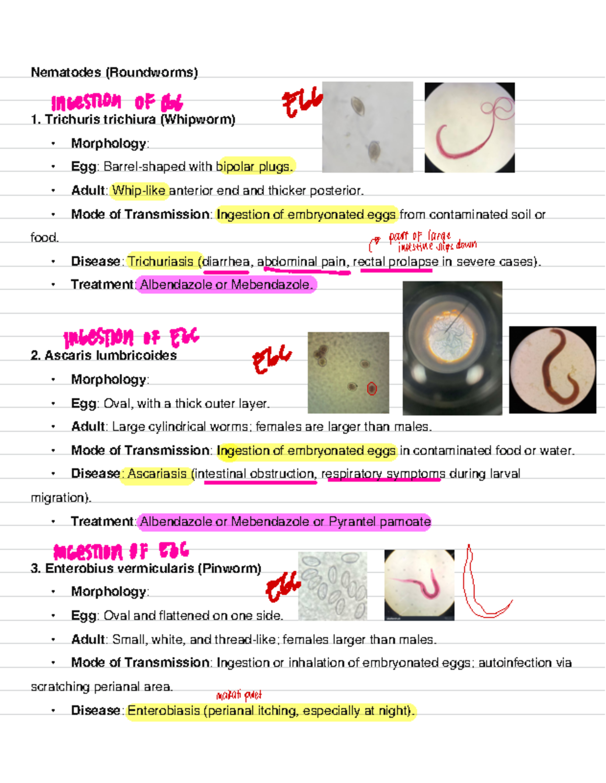 PHMP Parasitology Slides Review - Nematodes (Roundworms) Trichuris ...