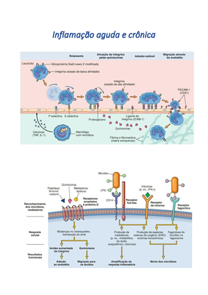 Exame de precórdio e suas descrições para realização - Exame de ...