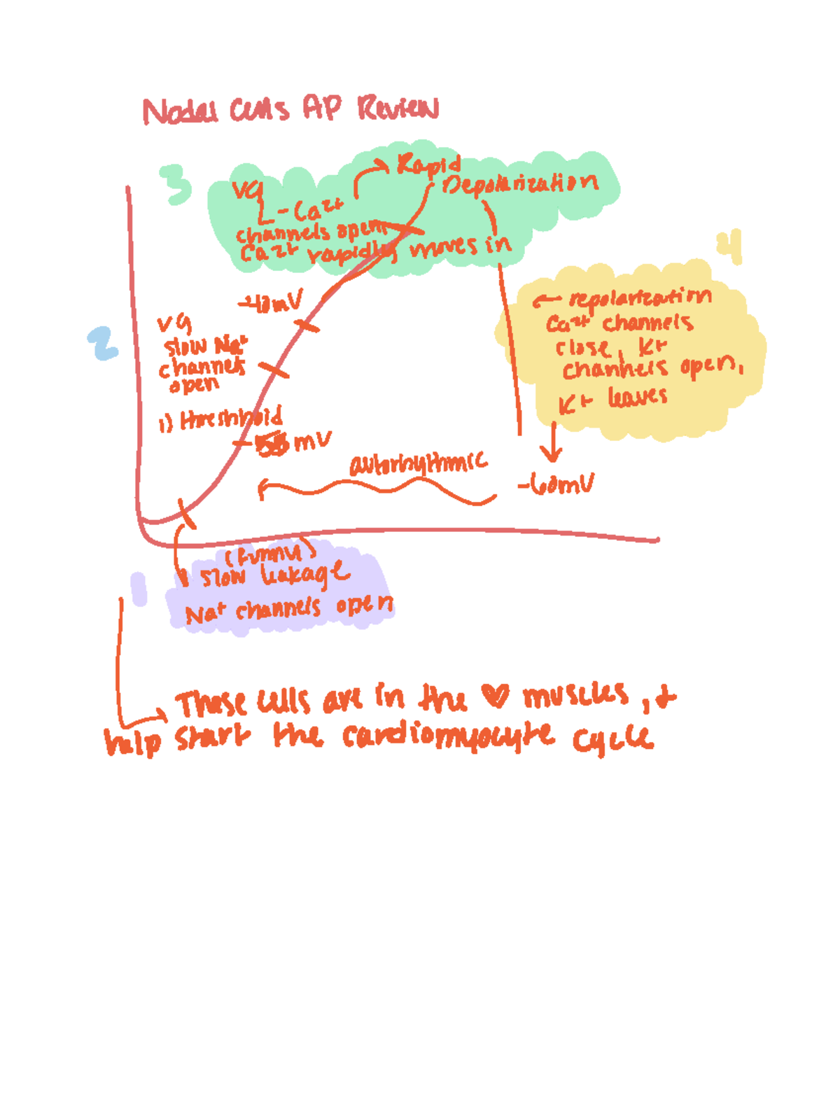Cardiac output notes 1 - Nodal Arts AP Review g f Rapide polarization L ...