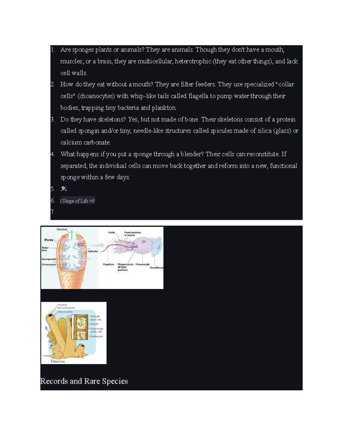 Biology 101: Are Sponges Animals? Structure & Feeding Mechanisms - Studocu