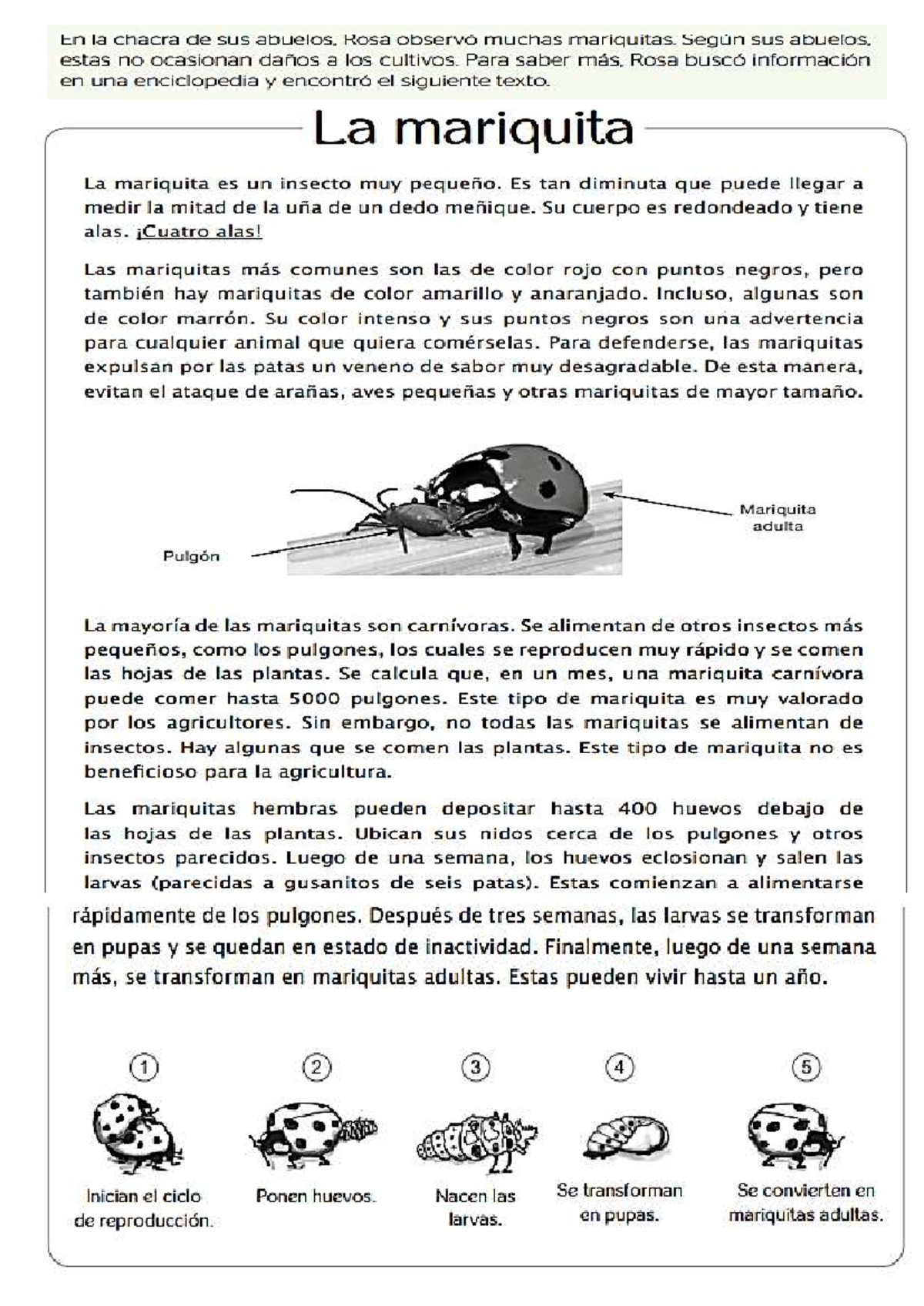 Texto 1 - Lectura sobre las mariquitas y su ciclo de vida - Studocu