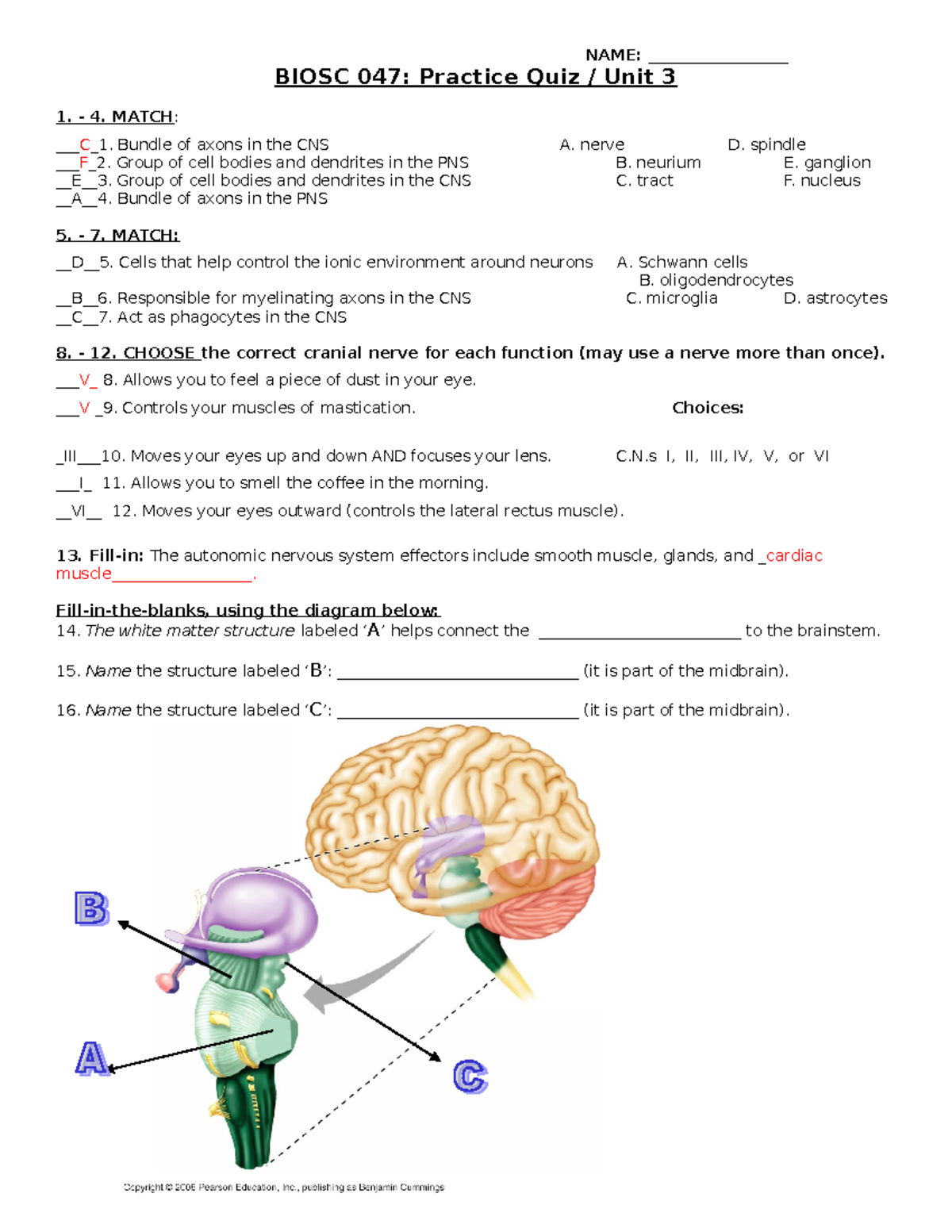 BIOSC 047: Unit 3 Practice Quiz on Nervous Tissue and Cranial Nerves ...