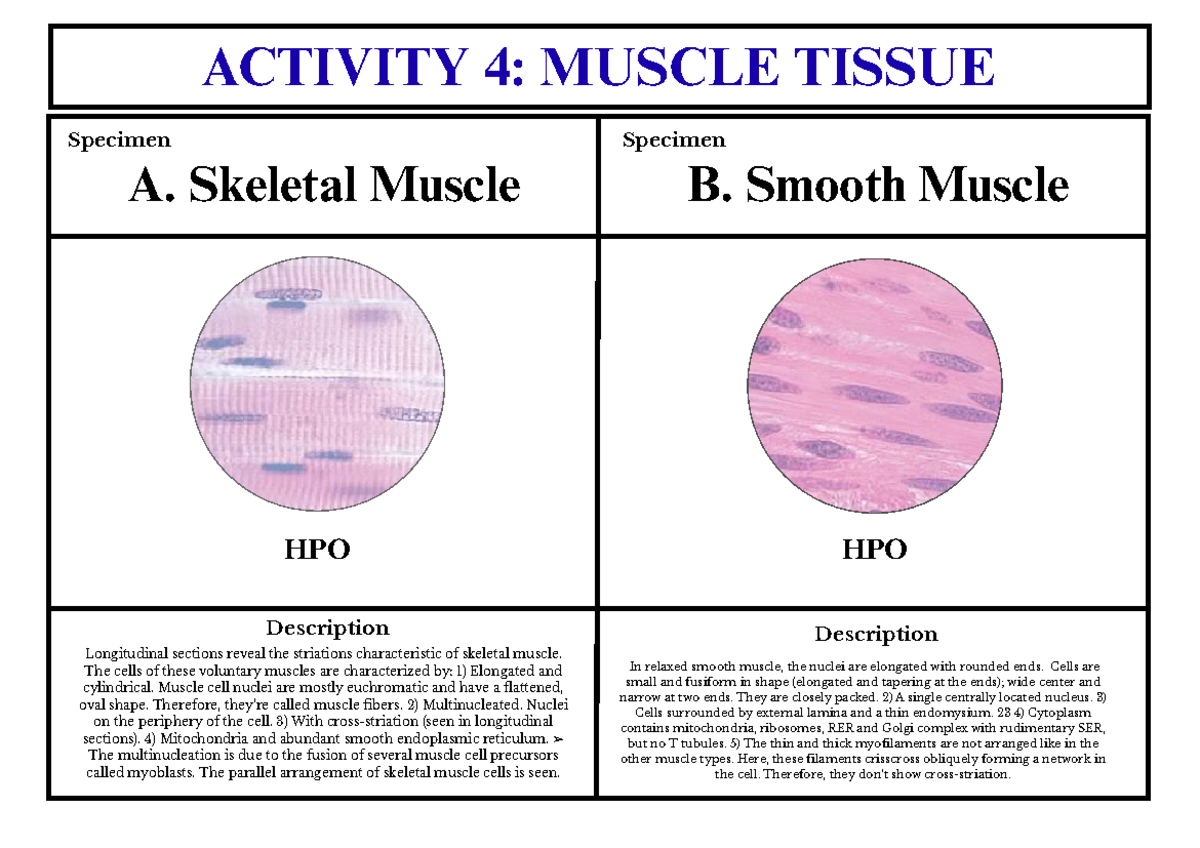 ACTIVITY 4: MUSCLE TISSUE - Skeletal, Smooth, and Cardiac Muscle HPO ...
