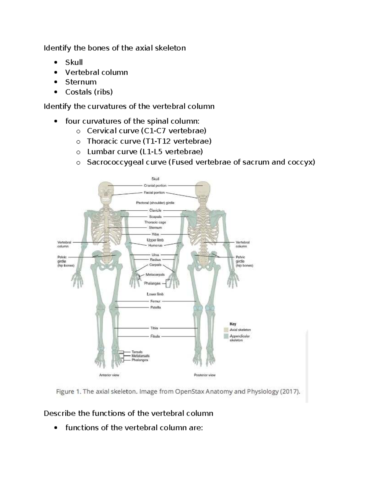 L11 - Lesson Study Notes on Axial Skeleton & Muscle Physiology - Studocu