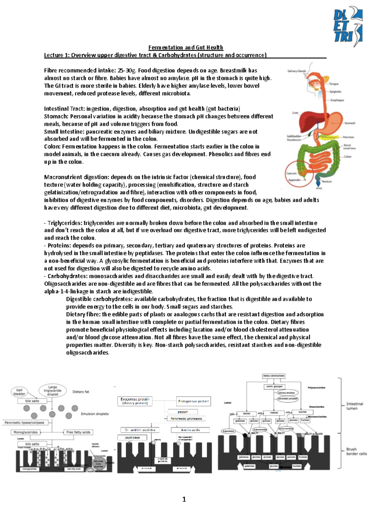 Lecture Summary: Food Digestion, Fermentation & Gut Health (BIOL 101 ...
