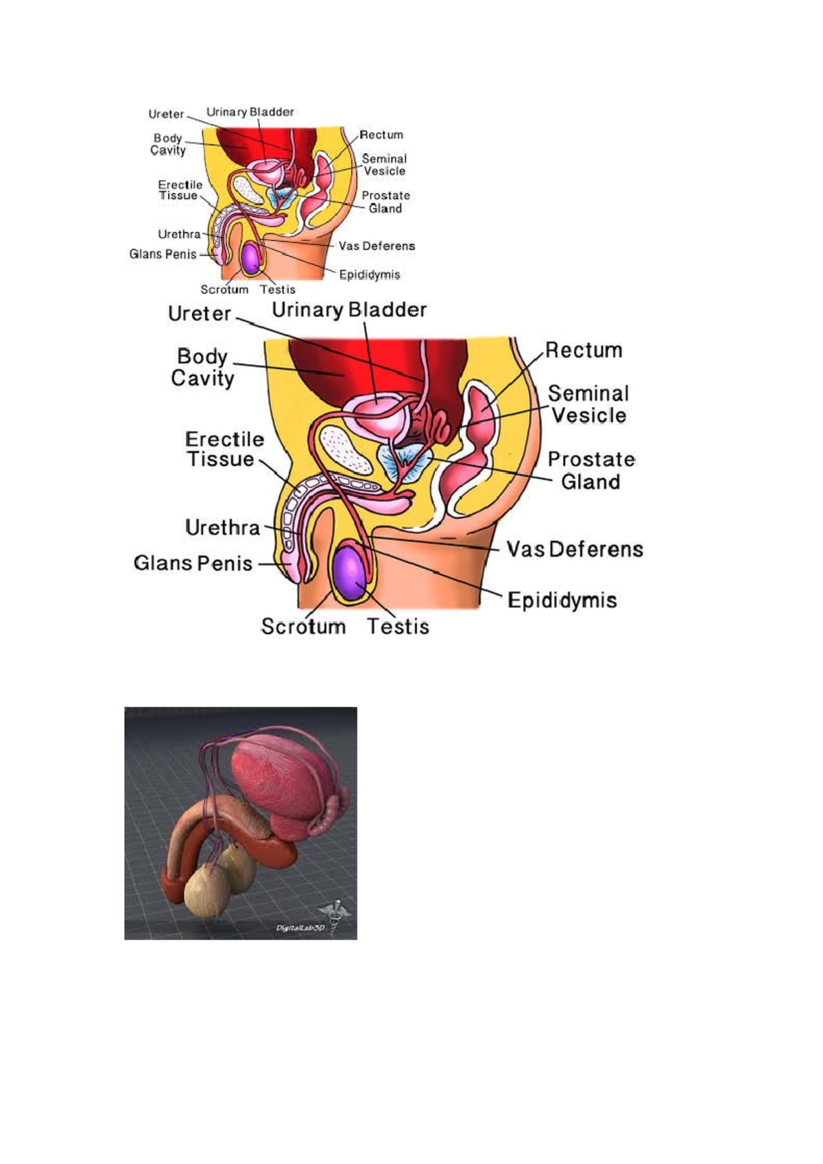 Male and Female Reproductive System Overview - Education - Studocu