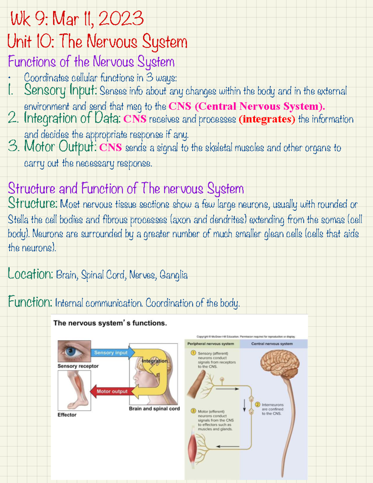 Unit 10: Functions and Structure of the Nervous System (Anatomy ...